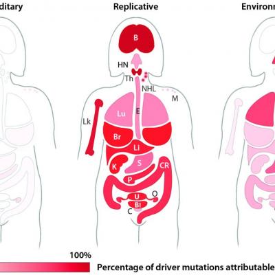 Unavoidable, random DNA replication errors are the most common cancer ...