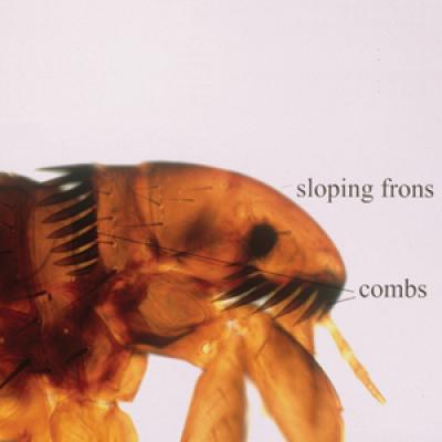 What’s Eating You? Cat Flea (Ctenocephalides felis) Revisited | MDedge ...