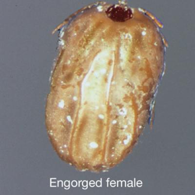 What’s Eating You? Rhipicephalus Ticks Revisited | MDedge Dermatology