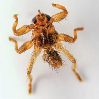 Deer Ked: A Lyme-Carrying Ectoparasite on the Move | MDedge Dermatology