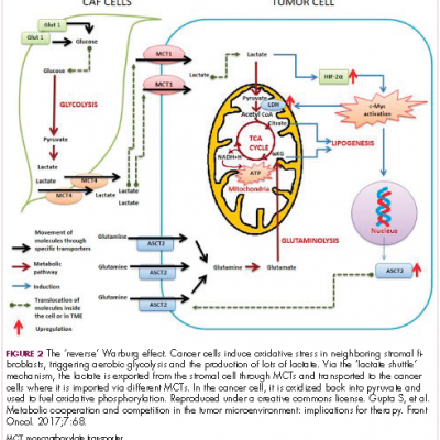 Hallmark tumor metabolism becomes a validated therapeutic target ...