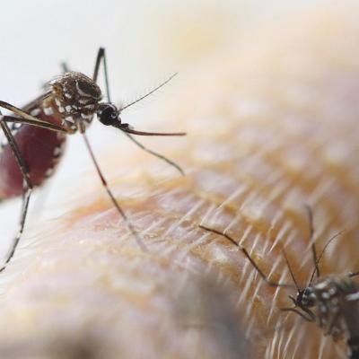 CDC: Beware Brazil yellow fever outbreak | MDedge Infectious Disease