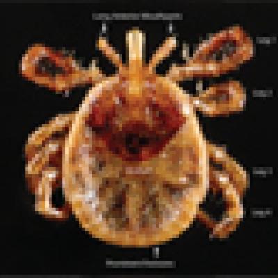 What's Eating You? Turkey Mite and Lone Star Tick (Amblyomma americanum ...