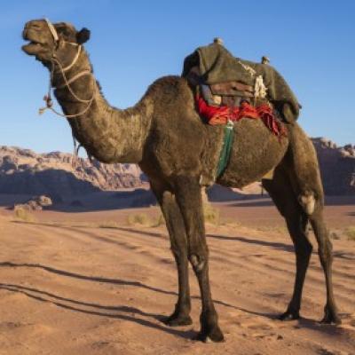 MERS virus can be transmitted from camels to humans, case report shows ...