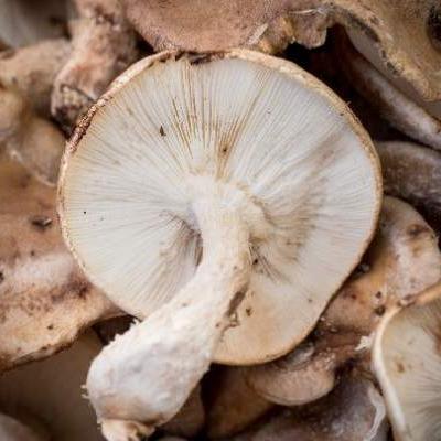 Lentinan missed primary endpoint in gastric cancer trial | MDedge ...