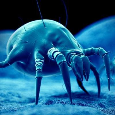 Mechanism for Dust mite–triggered Atopic Dermatitis Identified ...