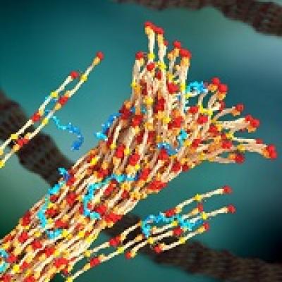 Polymer can stop lethal bleeding in vivo | MDedge Hematology and Oncology