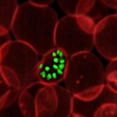 Team creates 3D model of malaria parasite genome | MDedge Hematology ...