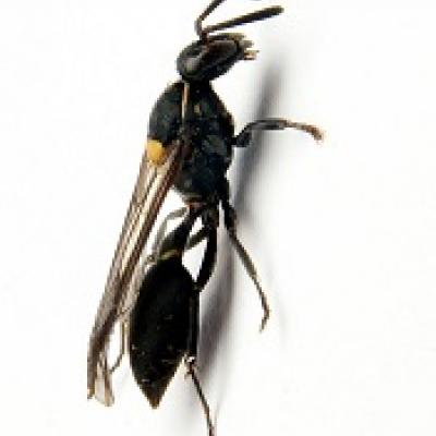 How a toxin in wasp venom kills cancer cells | MDedge Hematology and ...